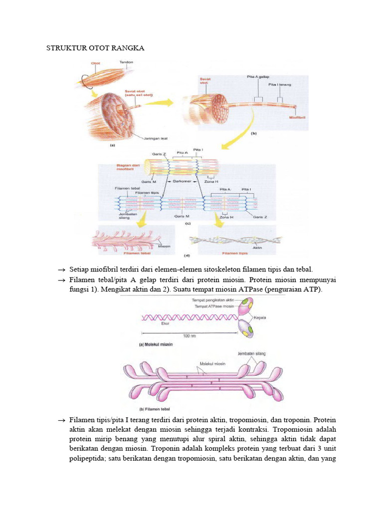 Struktur Otot Rangka | PDF