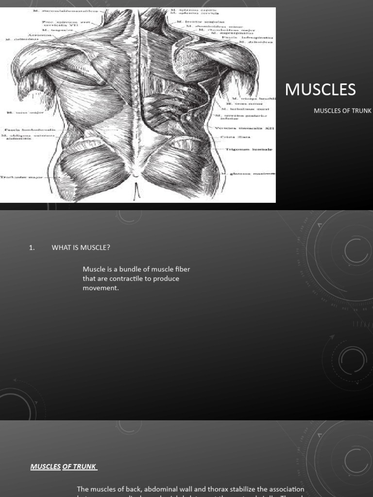 Muscles of Trunk and Neck | PDF | Abdomen | Musculoskeletal System