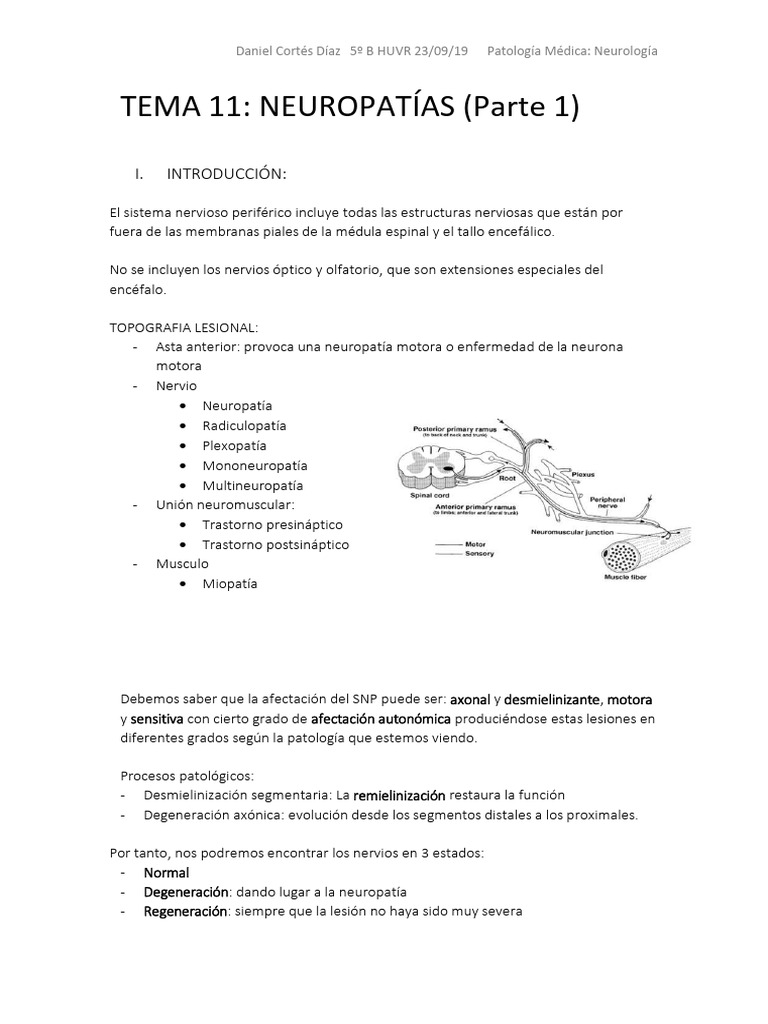 TEMA 12 Neuropatías I | PDF | Nervio | Electromiografia