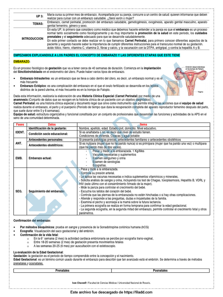 CyD UP3 | PDF | Glándula pituitaria | El embarazo