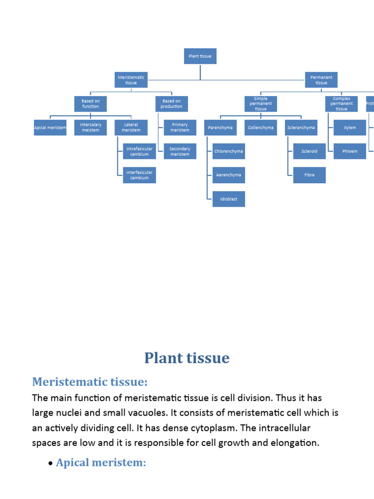 Plant Tissue Pdf Tissue Biology Plant Stem