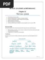 Grade 12 Notes | PDF | Autonomic Nervous System | Nervous System