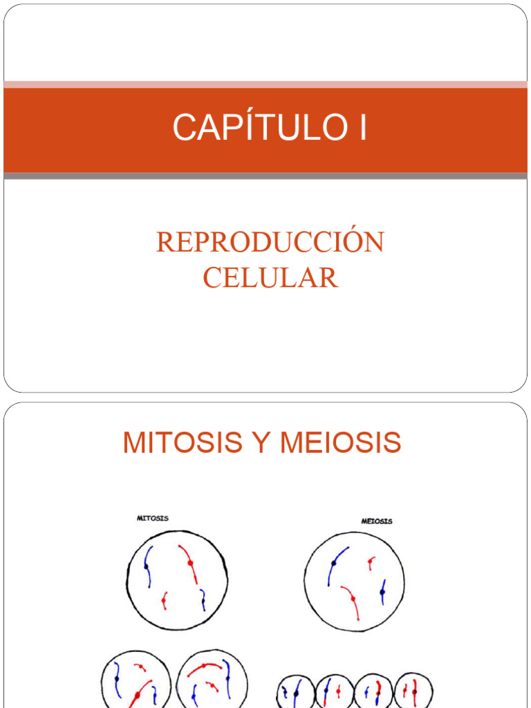 Mitosis y Meiosis: Guía Esencial | PDF | Mitosis | Mitosis