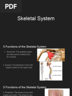 Osteology of the Goat | PDF | Vertebra | Vertebral Column