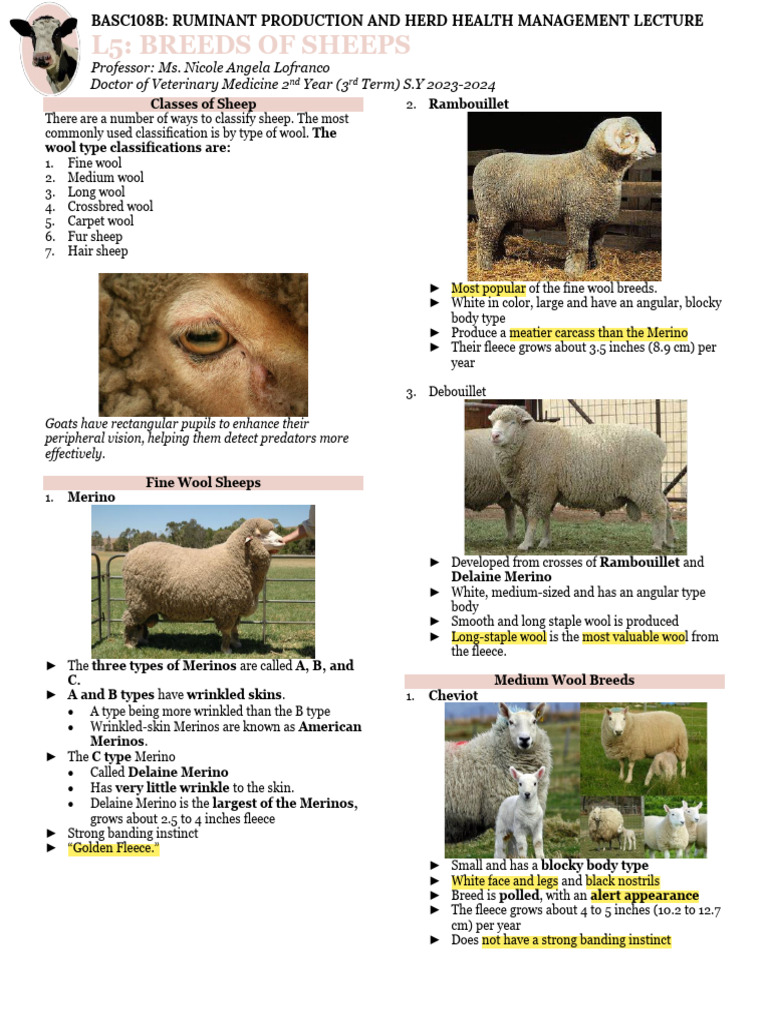 BASC108A - Breeds of Sheeps | PDF | Sheep | Wool