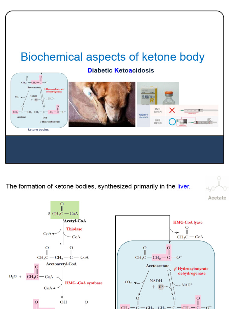 2022 KNU Ì Ì Í Í (33) Biochemistry of Diabetic Ketoacidosis | PDF