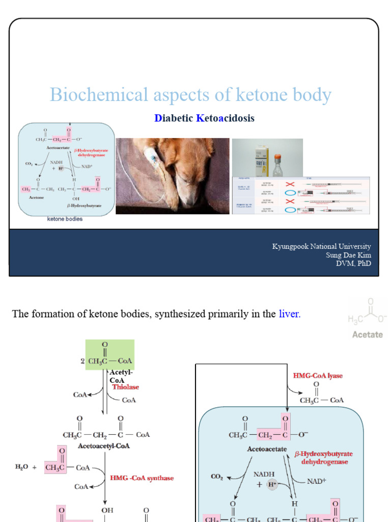 2022 KNU Ì Ì Í Í (33) Biochemistry of Diabetic Ketoacidosis | PDF