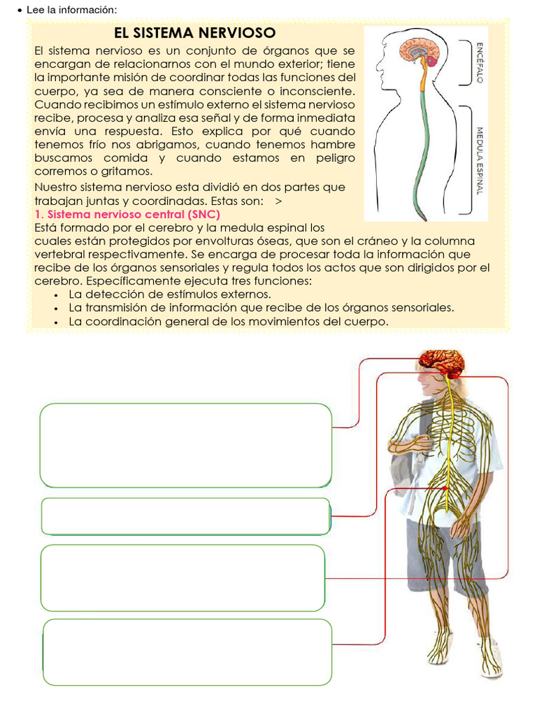 ANEXO CyT | PDF | Sistema nervioso | Cerebro