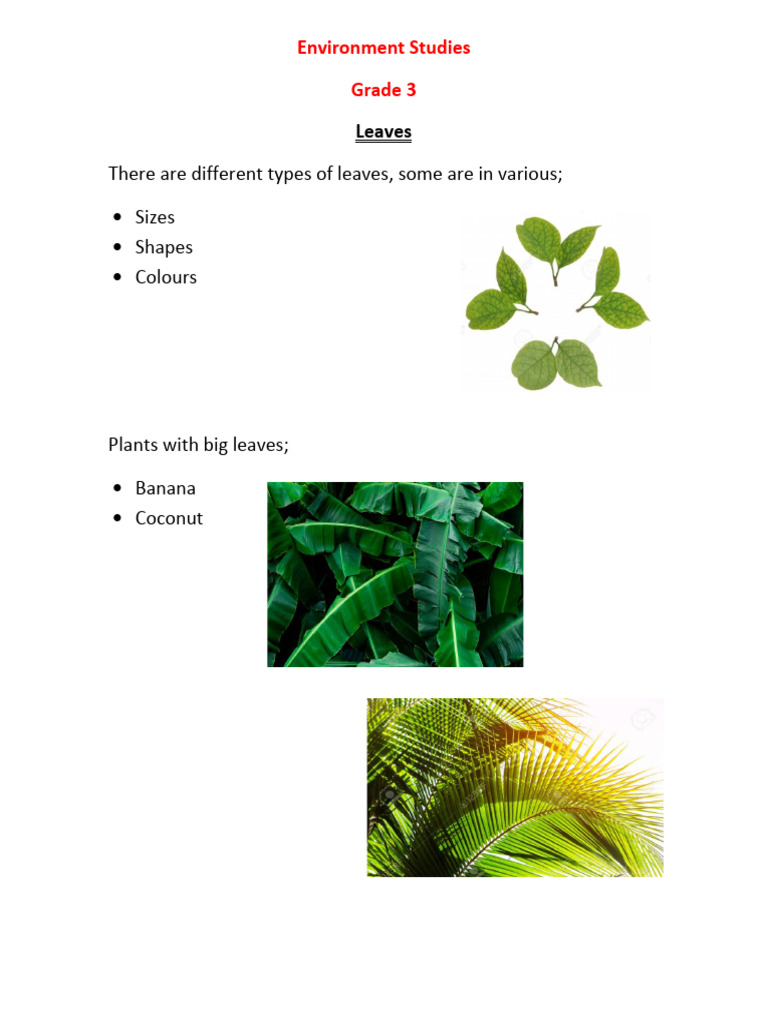 Environment Studies Grade 3 | PDF