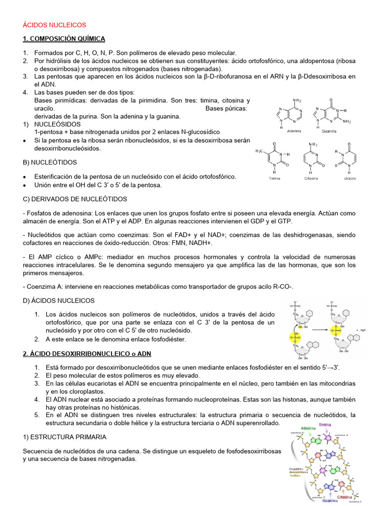Ã - CIDOS NUCLEICOS Resumido | PDF | Rna | Adn