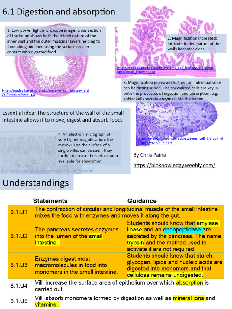 6 1 Digestion And Absorption Student Pdf Digestion Cell Membrane