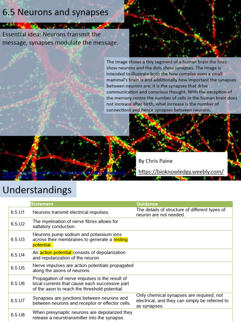6.5 Neurons and Synapses STUDENT | PDF | Action Potential | Chemical ...