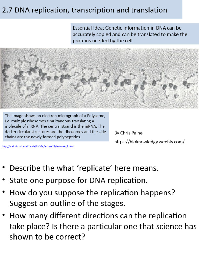 2.7 DNA Replication Transcription Translation-STUDENT | PDF ...