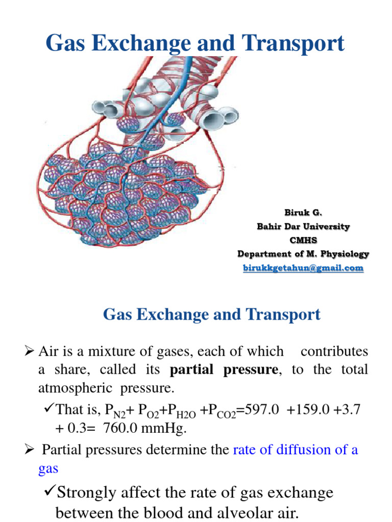 Gas Exchange and Transport | PDF | Hemoglobin | Blood