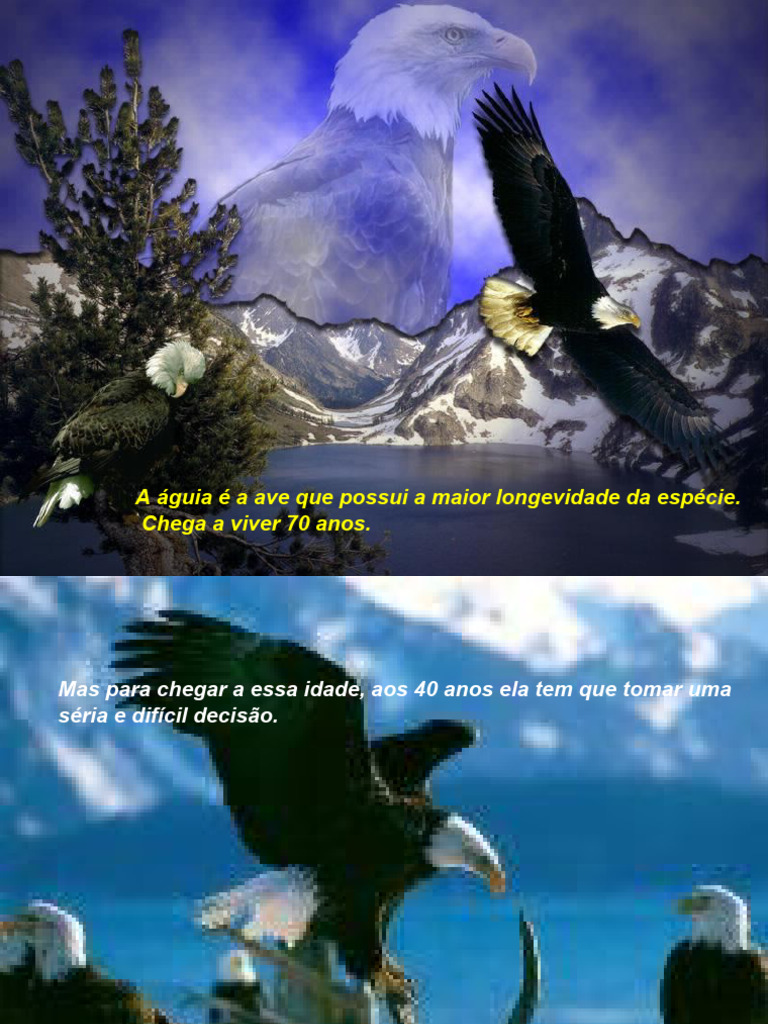 Renovações e Lições da Águia | PDF