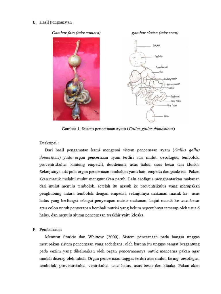 Morfologi dan Anatomi Pencernaan Ayam | PDF
