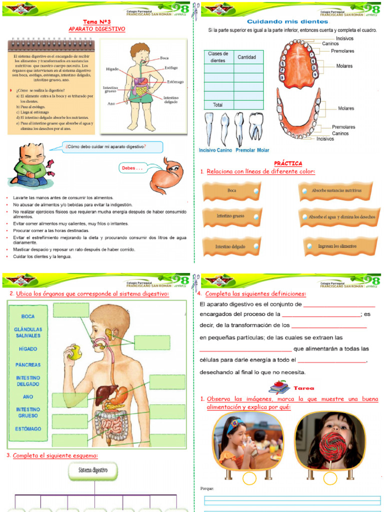 Ficha #03 Aparato Digestivo | PDF