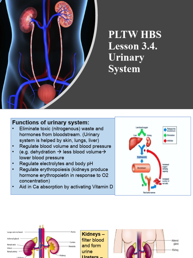 Lesson 3.4. Urinary System-2 | PDF | Kidney | Urinary System