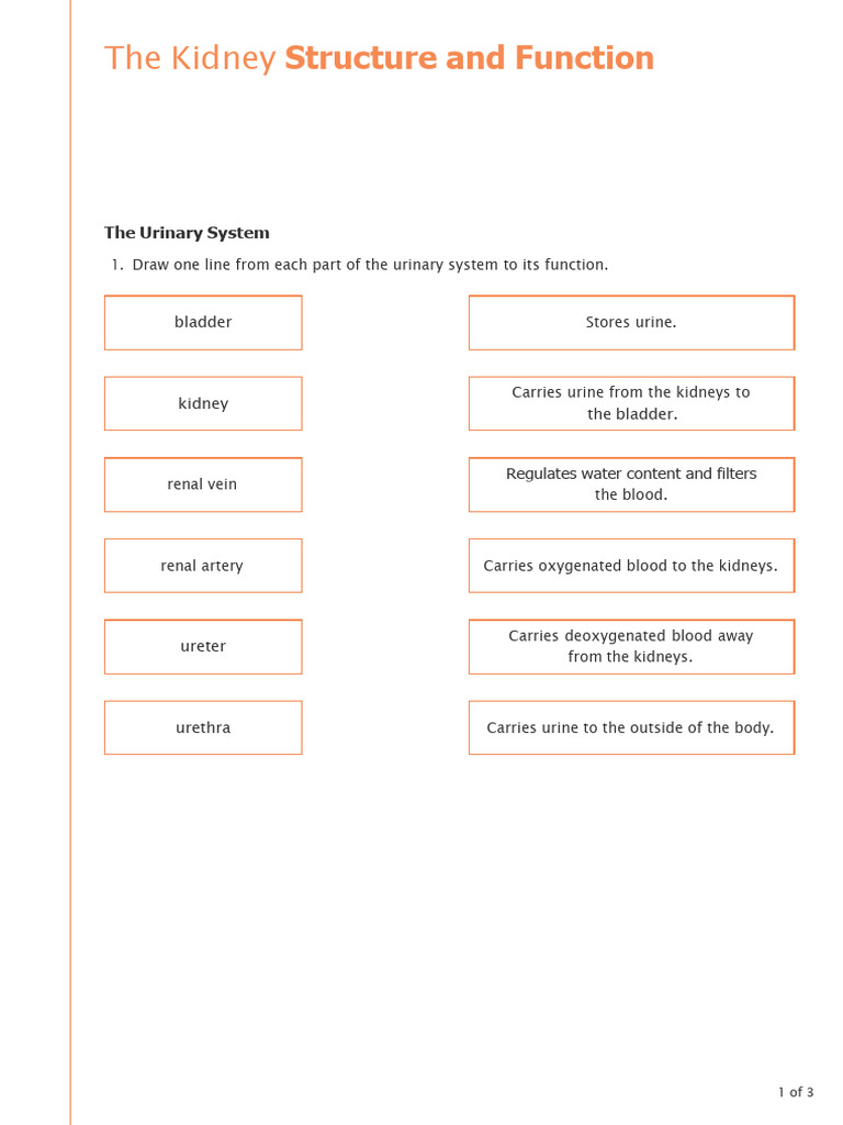 Edexcel Kidney Structure and Function Worksheet LA | PDF | Kidney ...