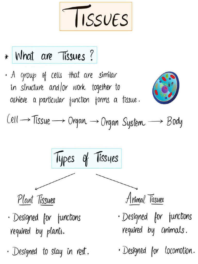 Padhle Tissues Class 9 Science Handwritten Notes | PDF