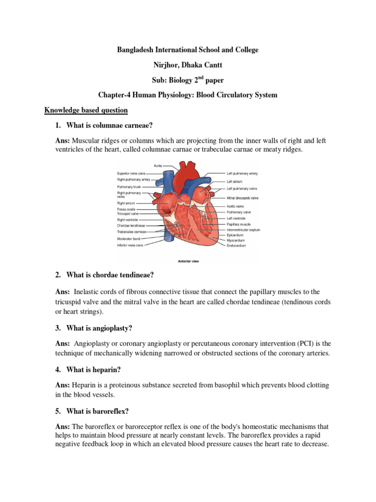 Understanding the Heart's Structure | PDF | Heart Valve | Atrium (Heart)
