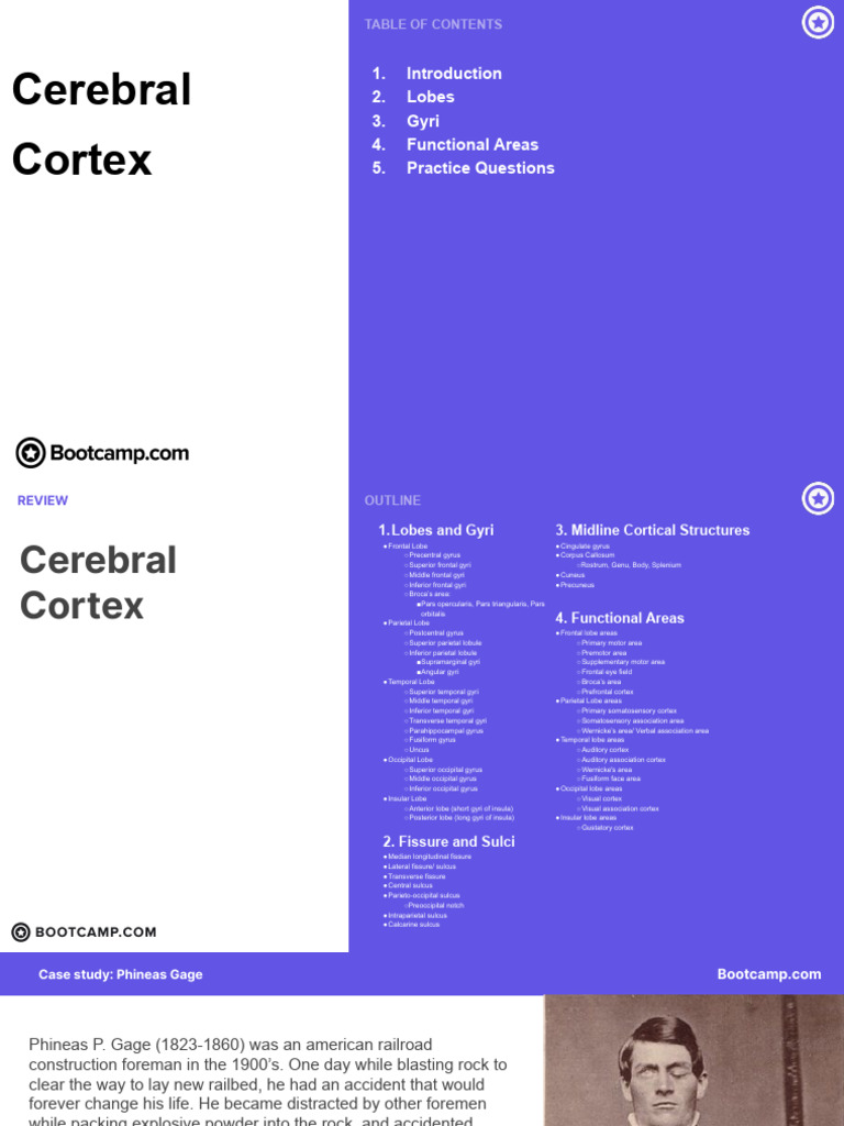 Cerebral Cortex (1).Pptx | PDF | Cerebral Cortex | Frontal Lobe