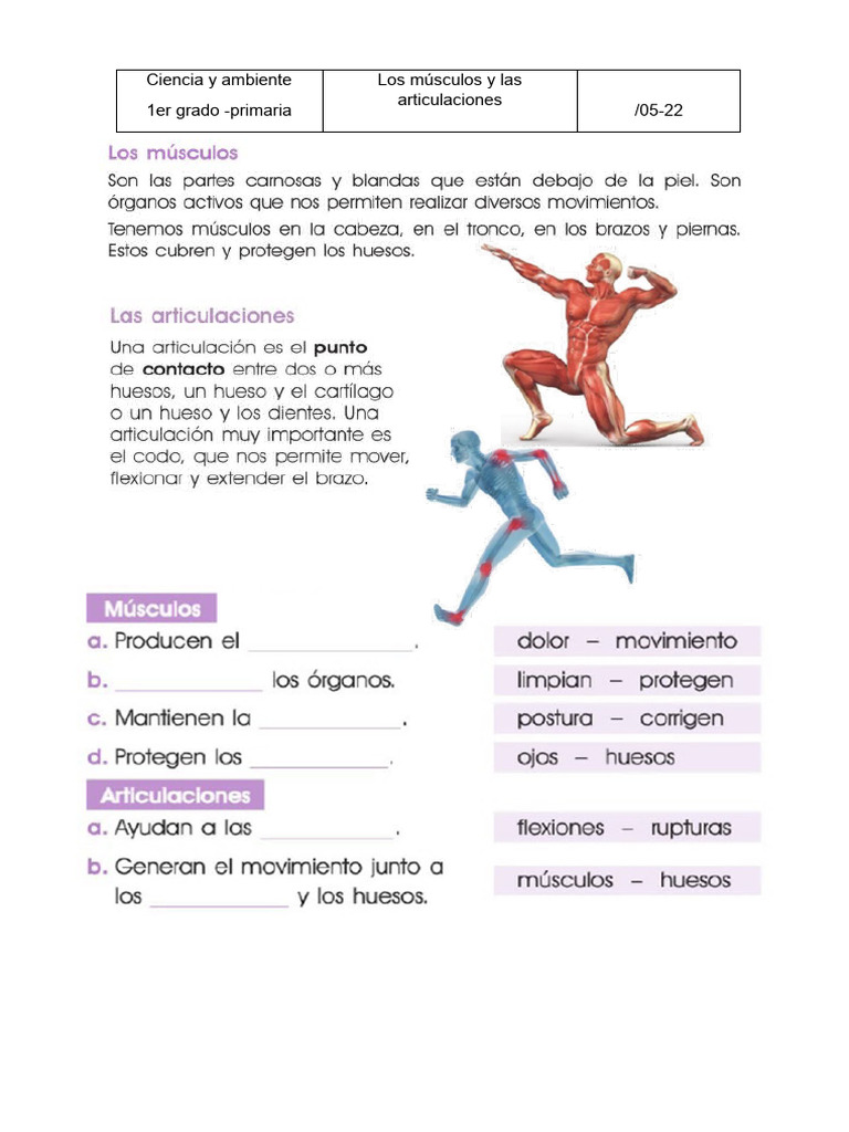 C.a-Musculos y Articulaciones-1er Grado | PDF