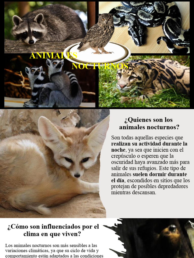 Animales Nocturnos | PDF | Murciélago | Mamíferos
