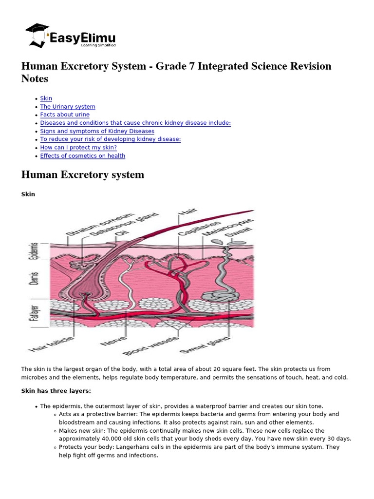 Grade 7 Excretory System Guide | PDF | Skin | Urine