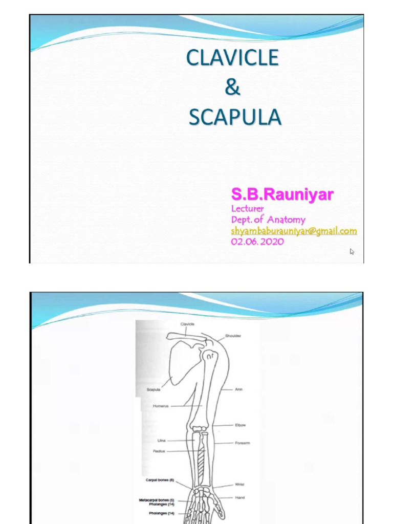 Clavivle and Scapula | PDF