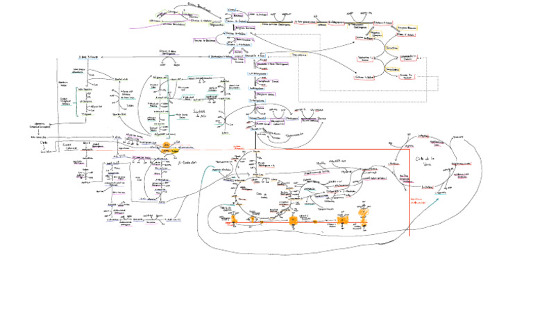 Mapa Final Metabólico | PDF