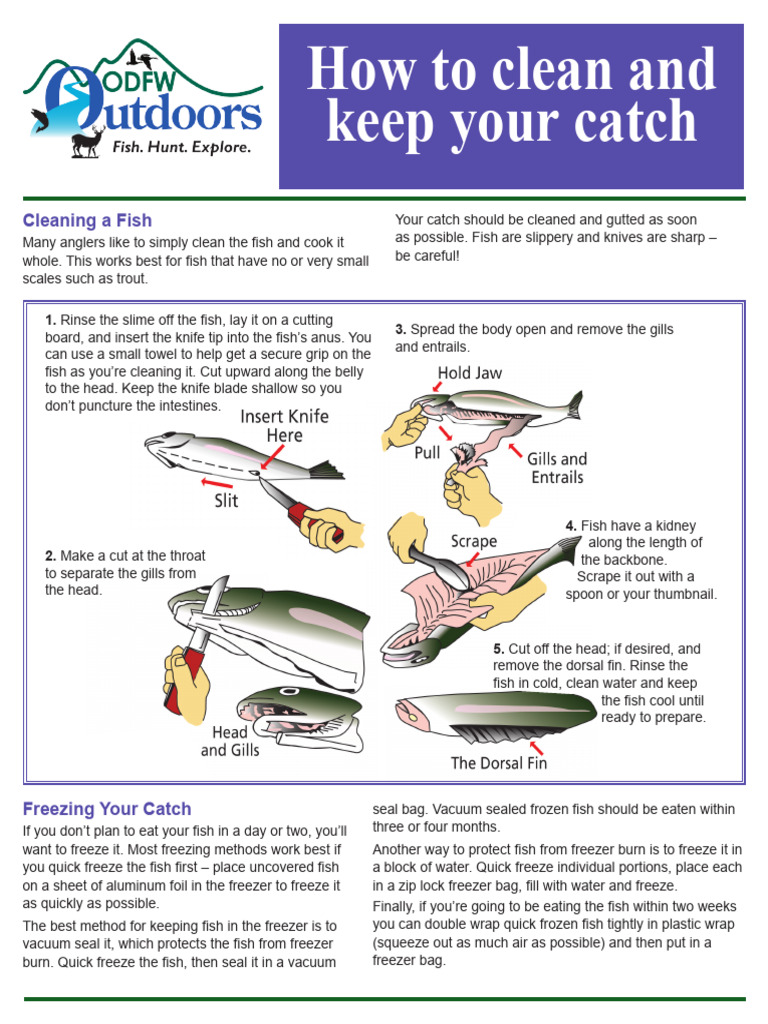 How to Clean and Freeze Your Fish Catch | PDF | Fish | Knife