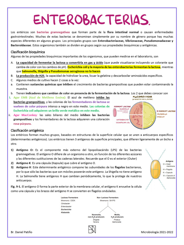 Guia Enterobacterias | PDF | Escherichia coli | Salmonela