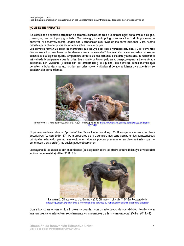 EVOLUCIÓN DE PRIMATES UNAH AN 101 2023_page-0001 | PDF