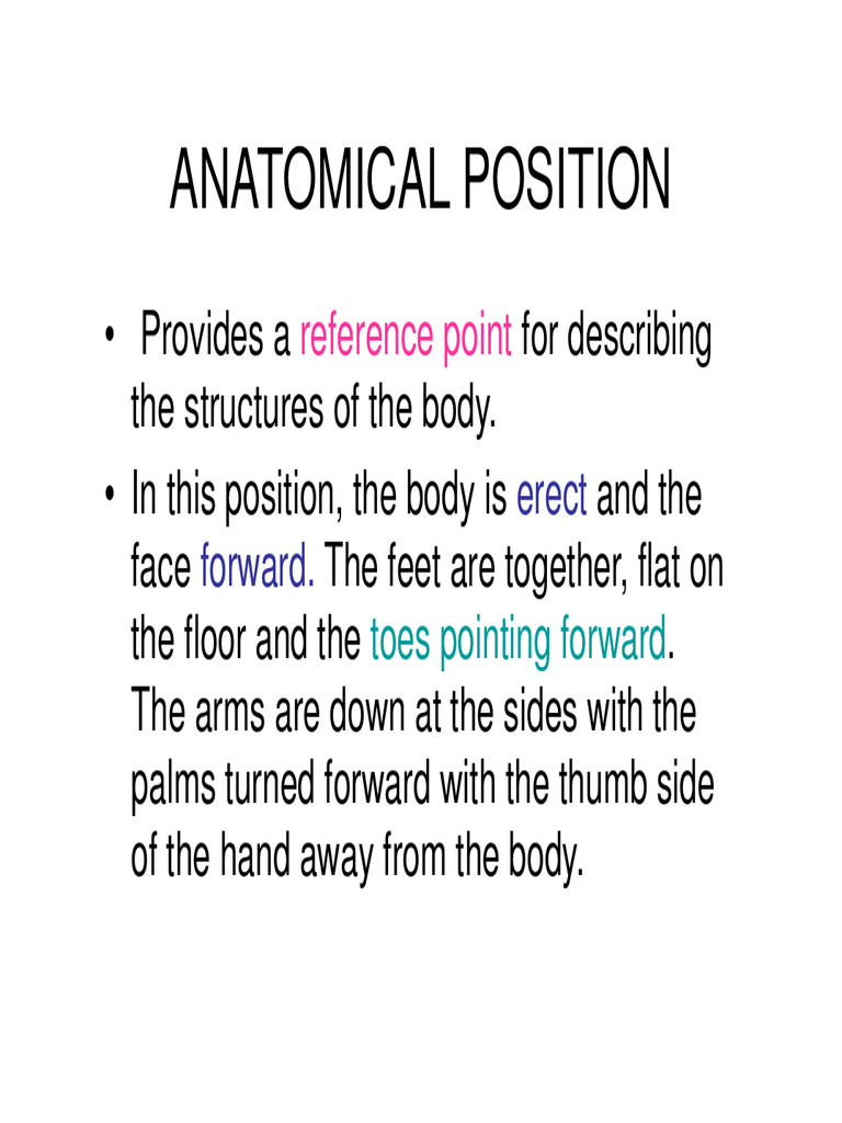 Understanding Anatomical Position and Terms | PDF | Epithelium ...