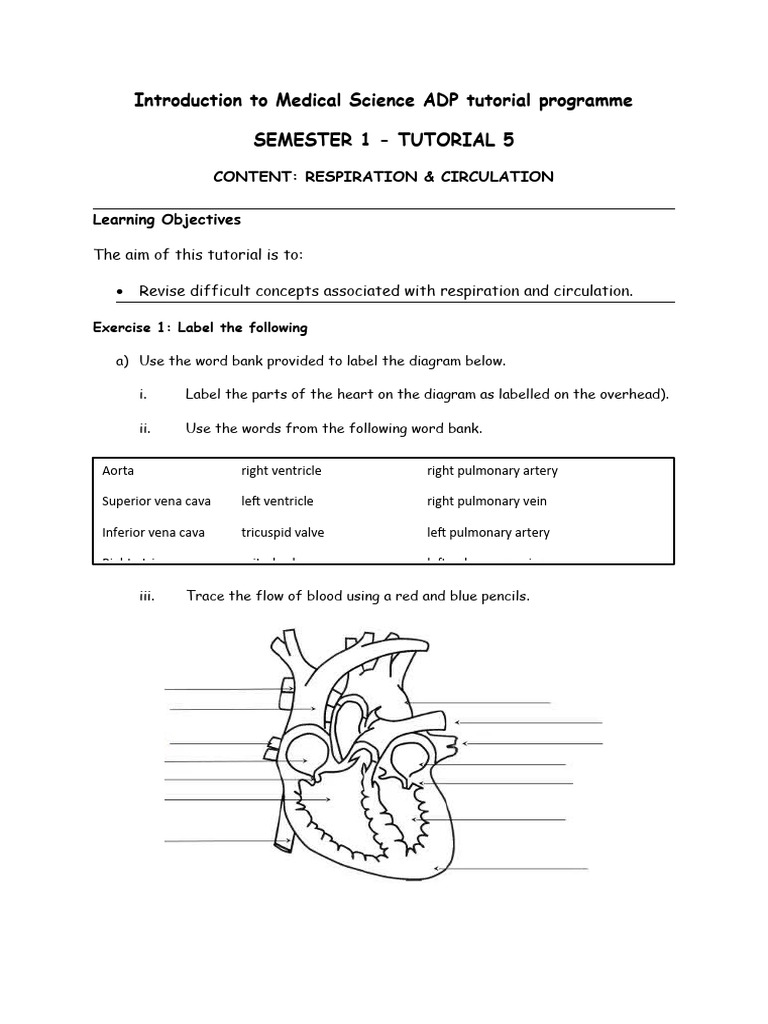 Hc Tutorial 5 Respiration Circulation Pdf