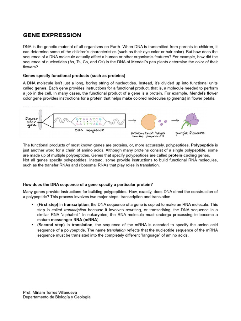 Gene Expression. Transcription and Translation. | PDF | Translation ...