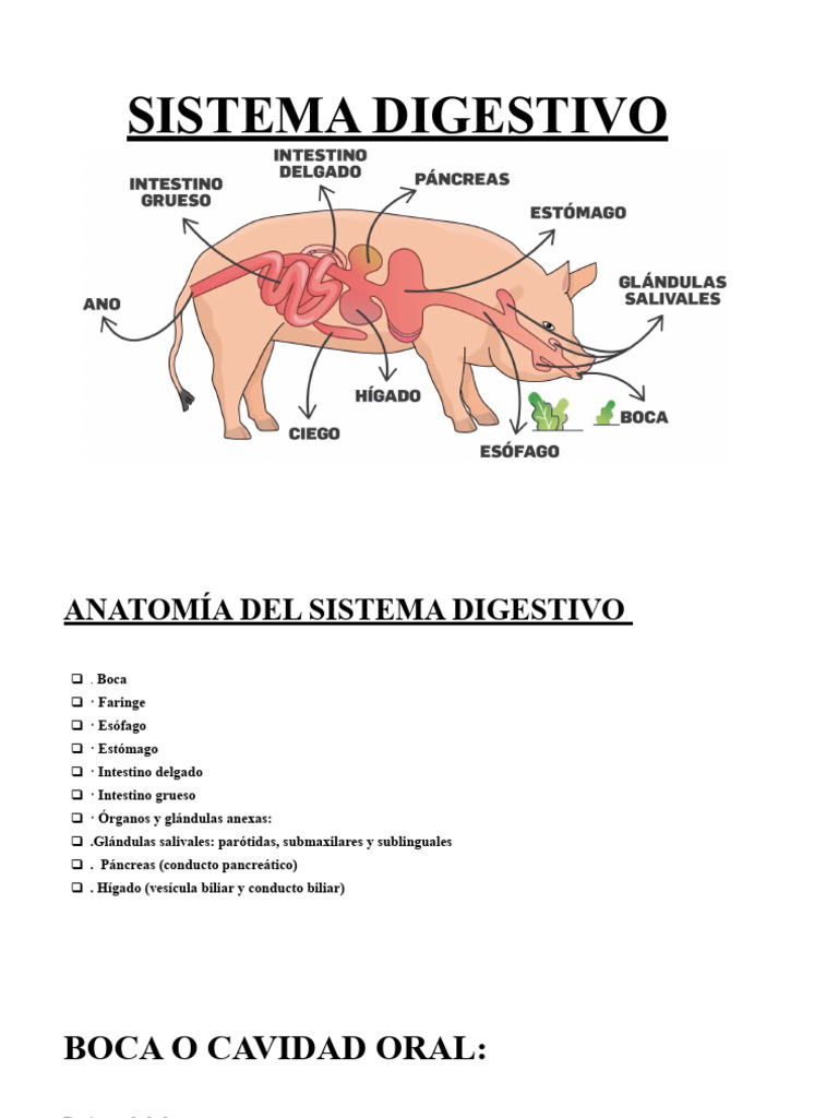 Sistema Digestivo Del Cerdo | PDF | Bienestar | Ciencia y matemática