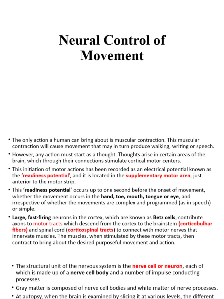 Neural Control of Movement | PDF | Basal Ganglia | Motor Neuron