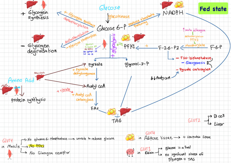 Fed State | PDF | Glycogen | Glucose