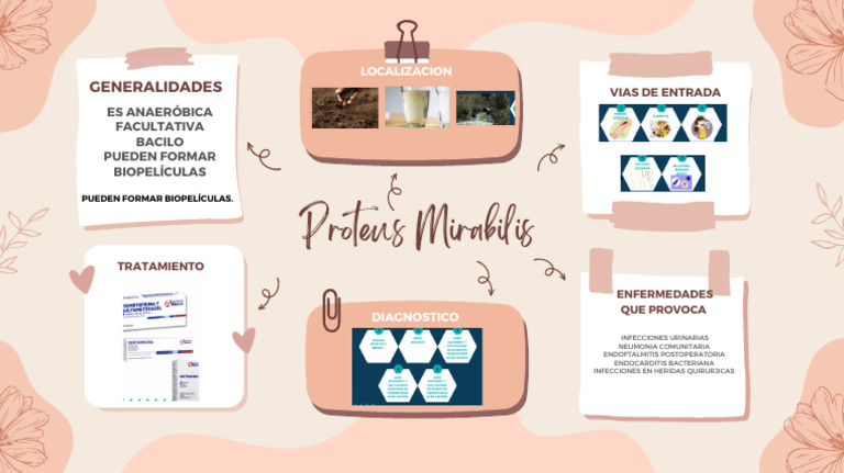 Infecciones por Proteus Mirabilis | PDF