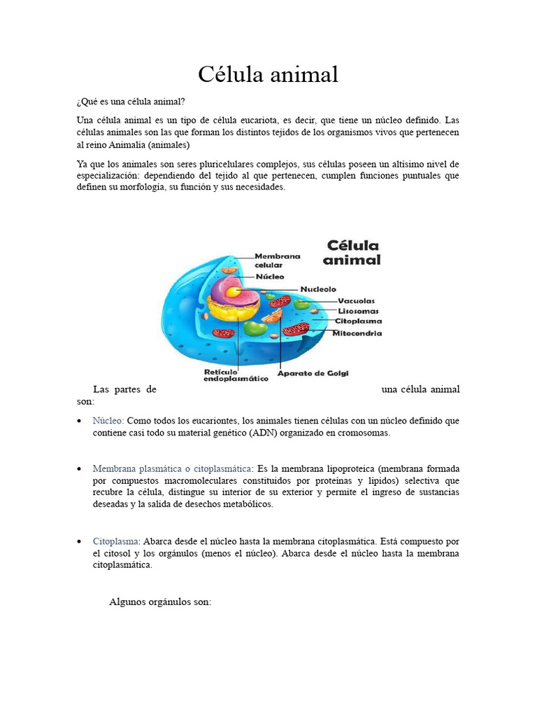 Estructura y función de la célula animal | PDF | Citoplasma | Biología ...