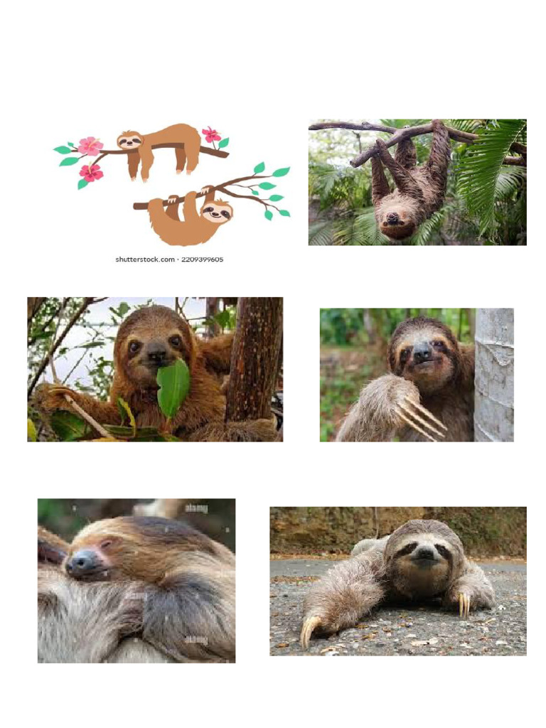 Imagenes Del Oso Perezoso | PDF