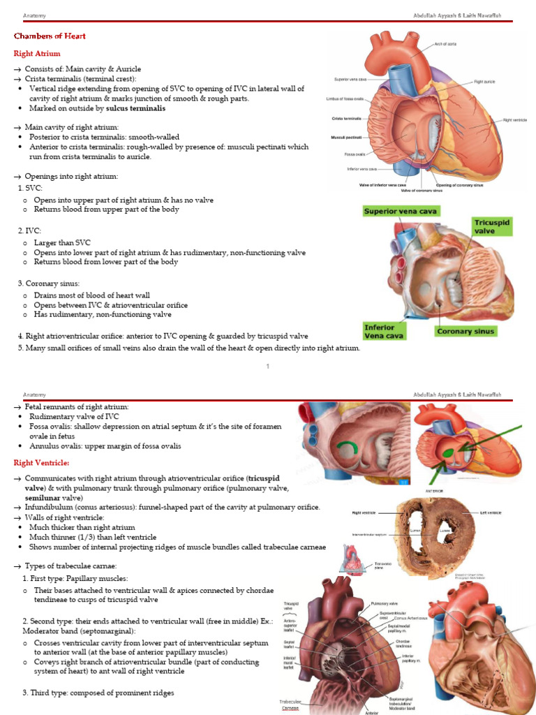 CVS Anatomy 2 | PDF | Heart Valve | Atrium (Heart)