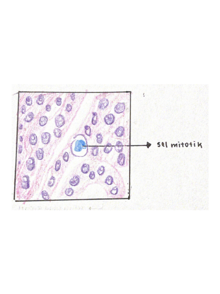 Sel Mitotik | PDF