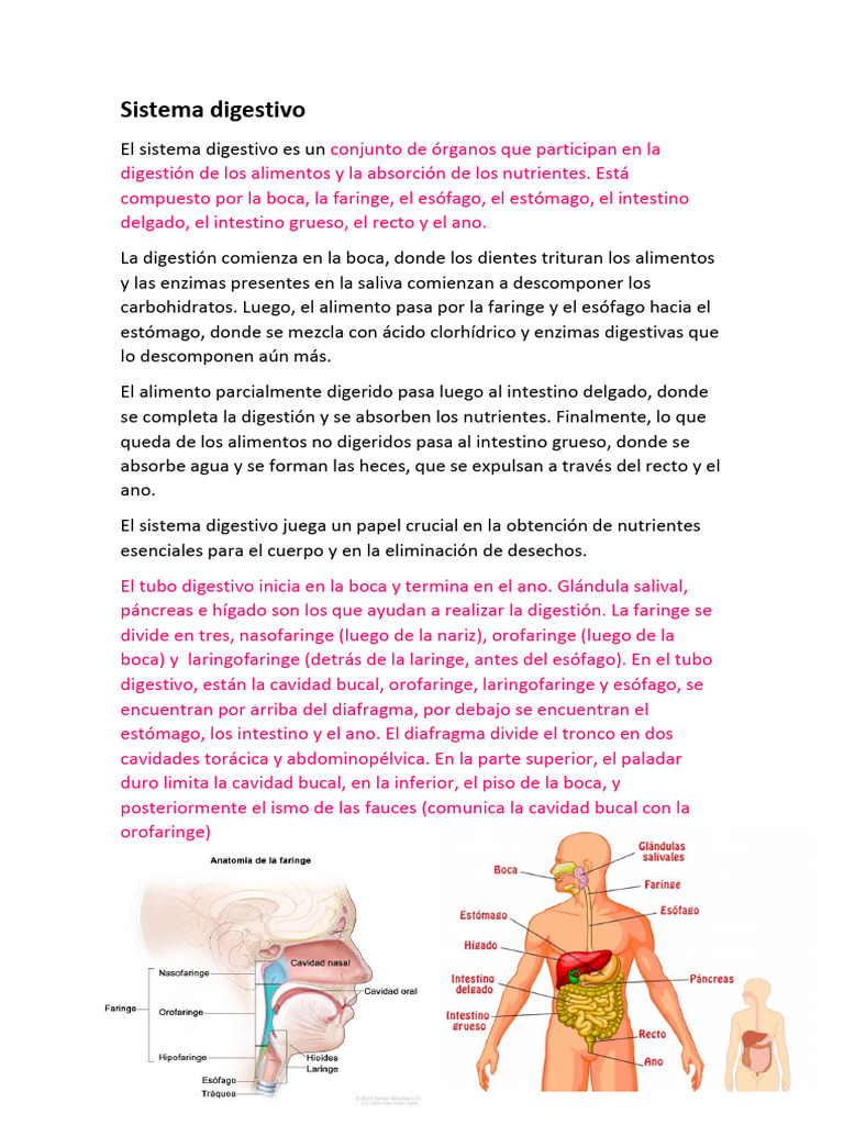 Repaso Lab Estructura | PDF | Sistema reproductivo | Sistema digestivo humano