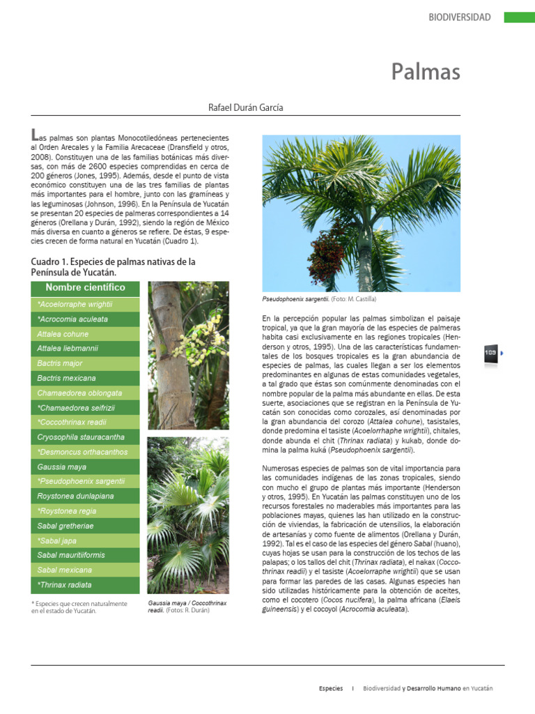 Palmas | PDF | Arecaceae | Plantas