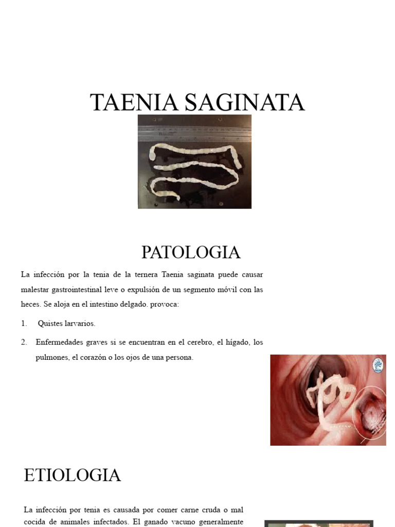 Infección Por Taenia Saginata Síntomas Y Tratamiento Pdf