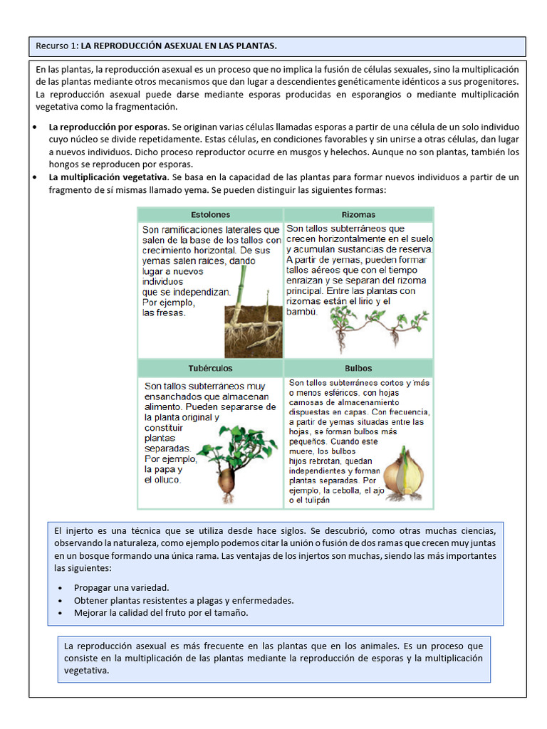- Cómo Se Reproducen Las Plantas | PDF | Flores | Reproducción