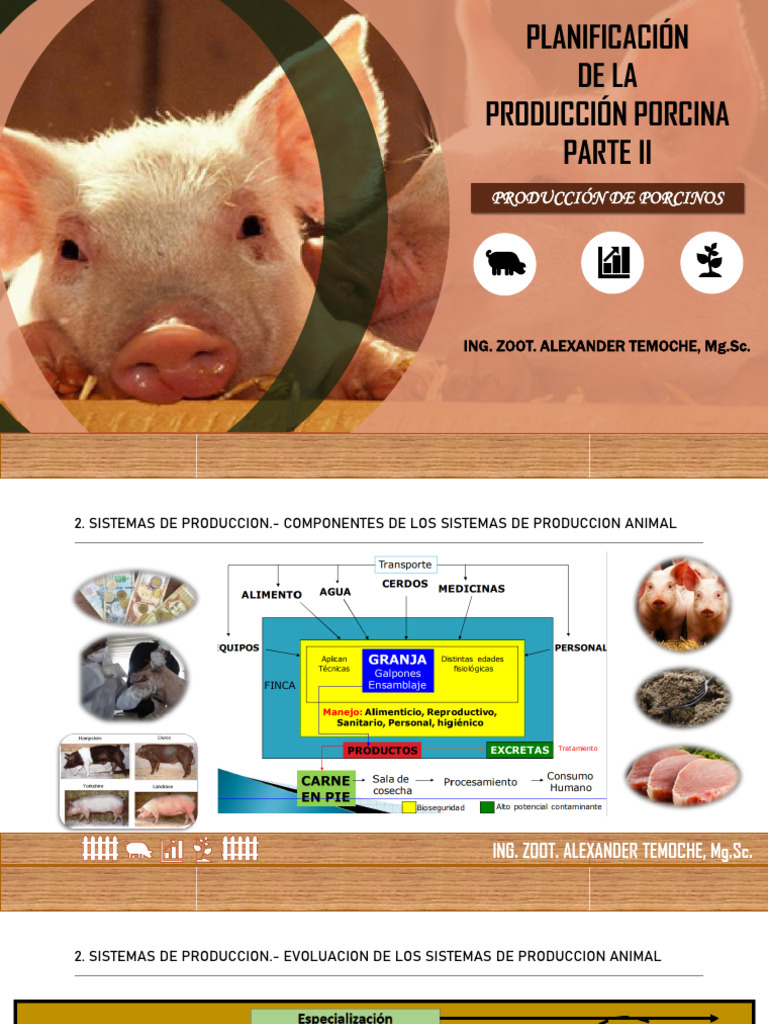 Semana 02 - Planificación de la producción porcina - Parte II | PDF | Amamantamiento | Destete